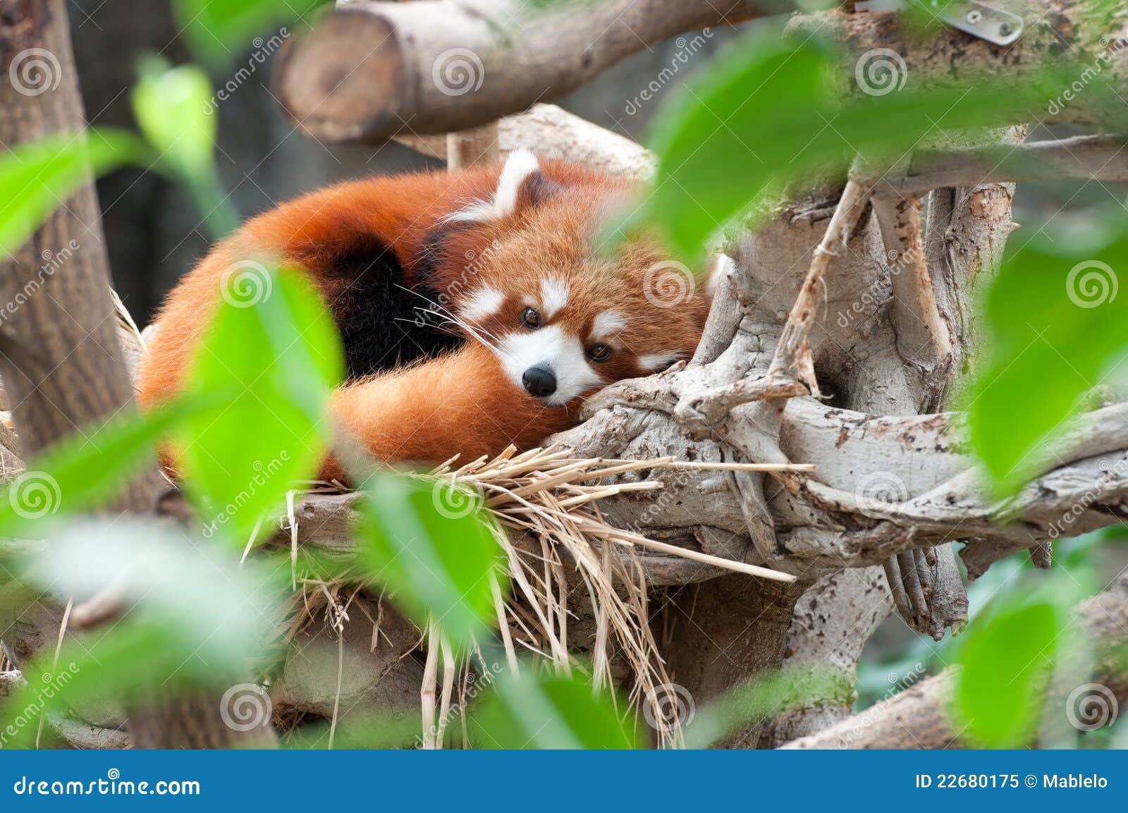 Red panda stock image. Image of firefox, creature, fulgens - 22680175