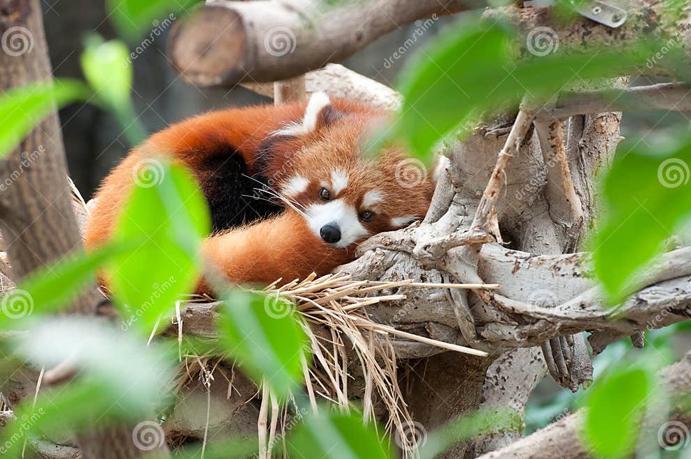 Red panda stock image. Image of firefox, creature, fulgens - 22680175