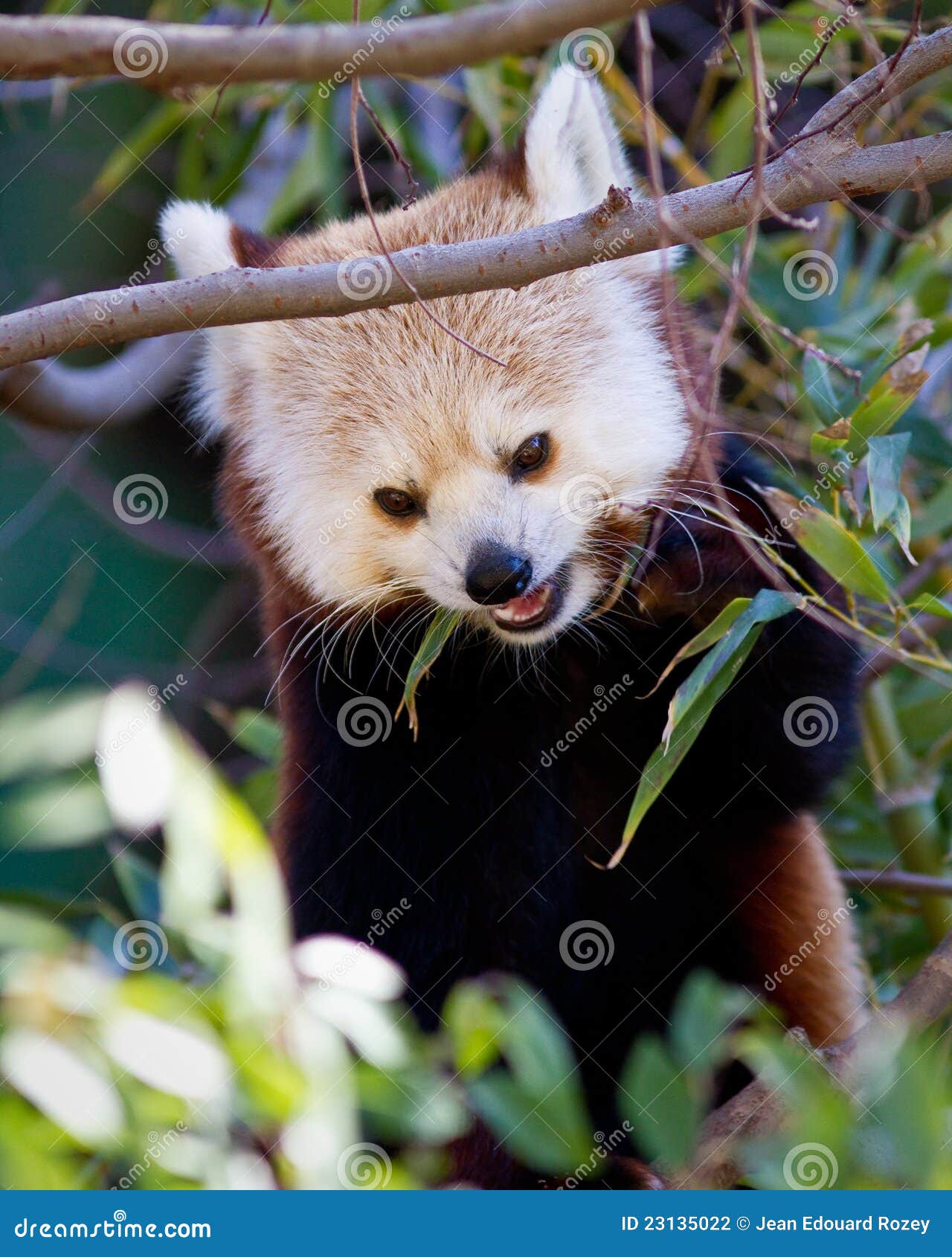Red Panda stock photo. Image of nature, wild, whiskers - 23135022