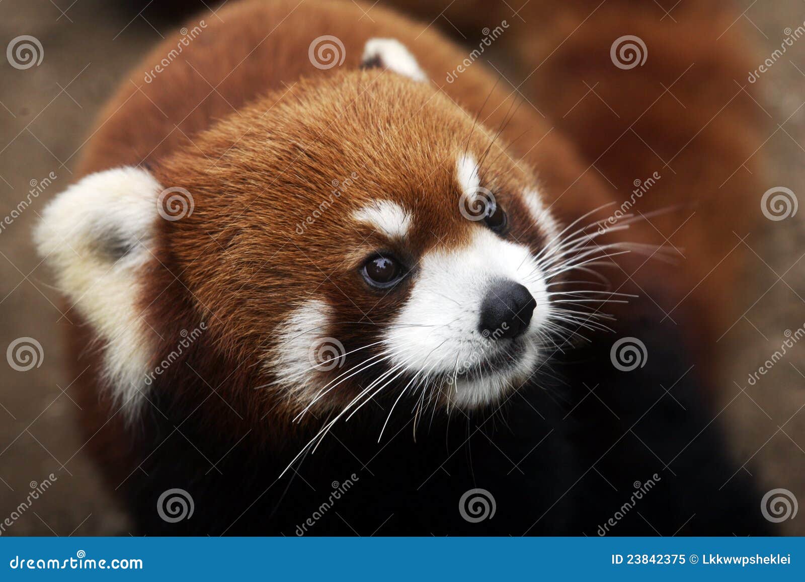 Red Panda stock image. Image of ailurus, china, wildlife - 23842375