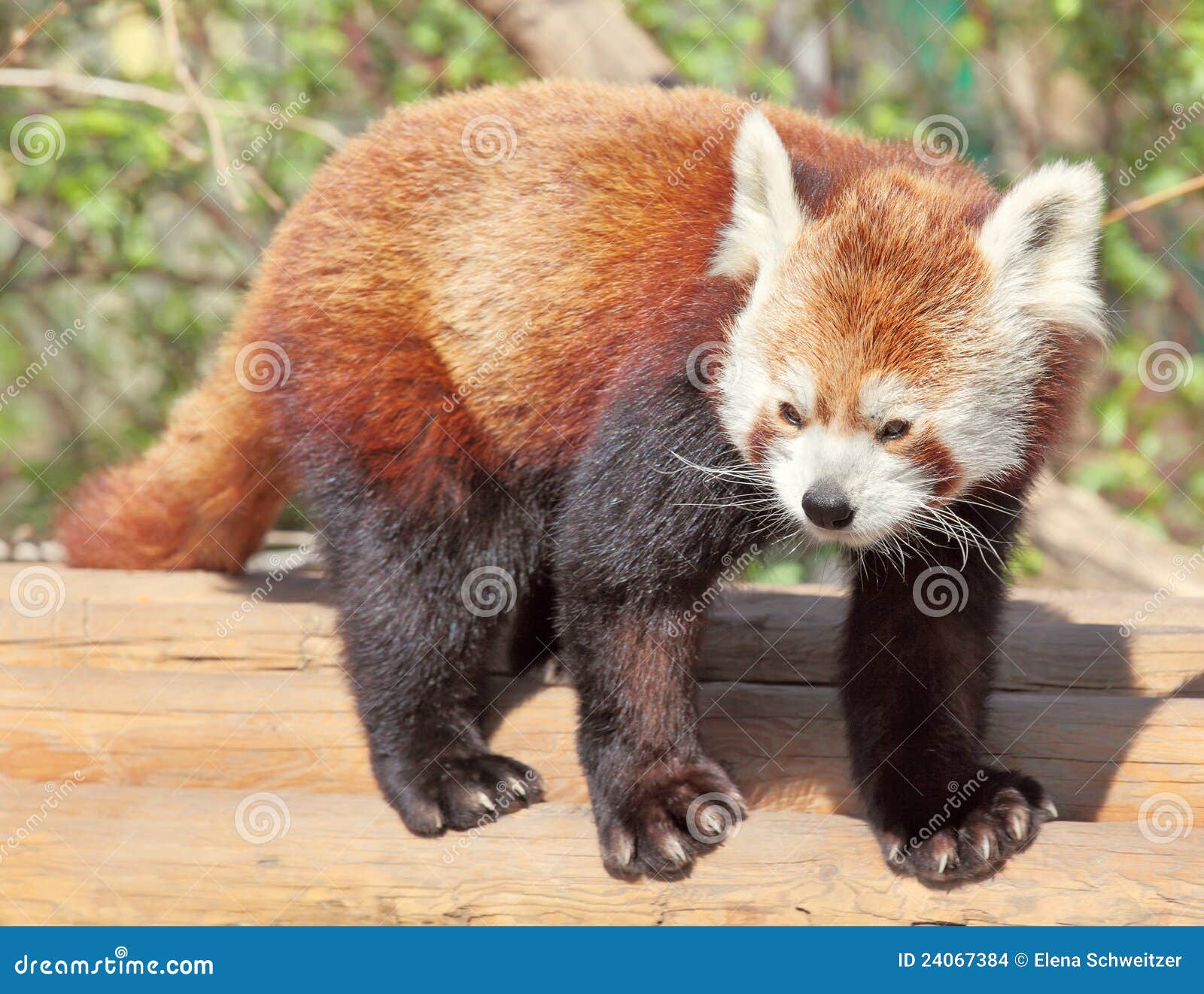 Red panda stock photo. Image of mammals, panda, endangered - 24067384
