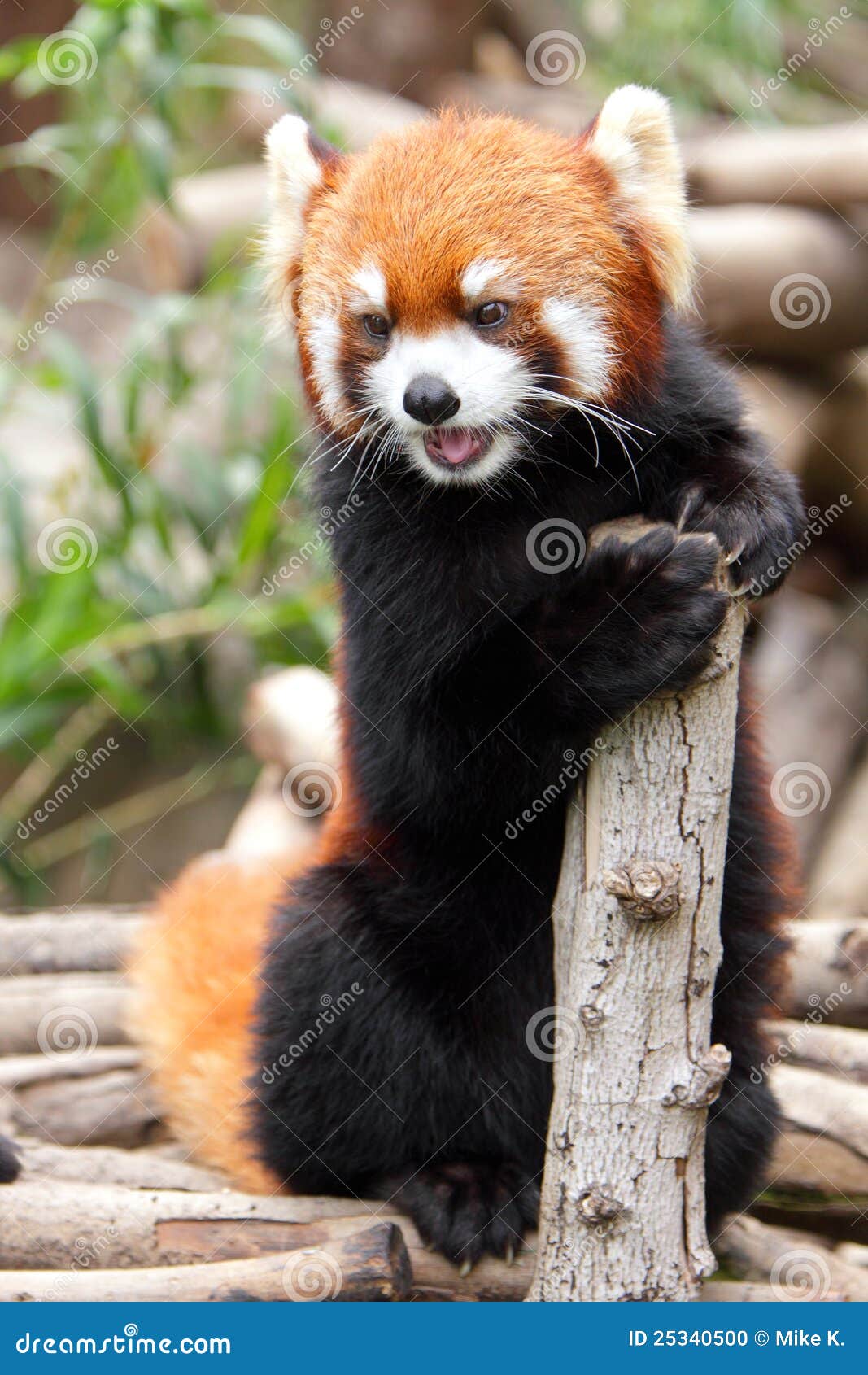 Red Panda stock photo. Image of coat, strong, grass, waddling - 25340500