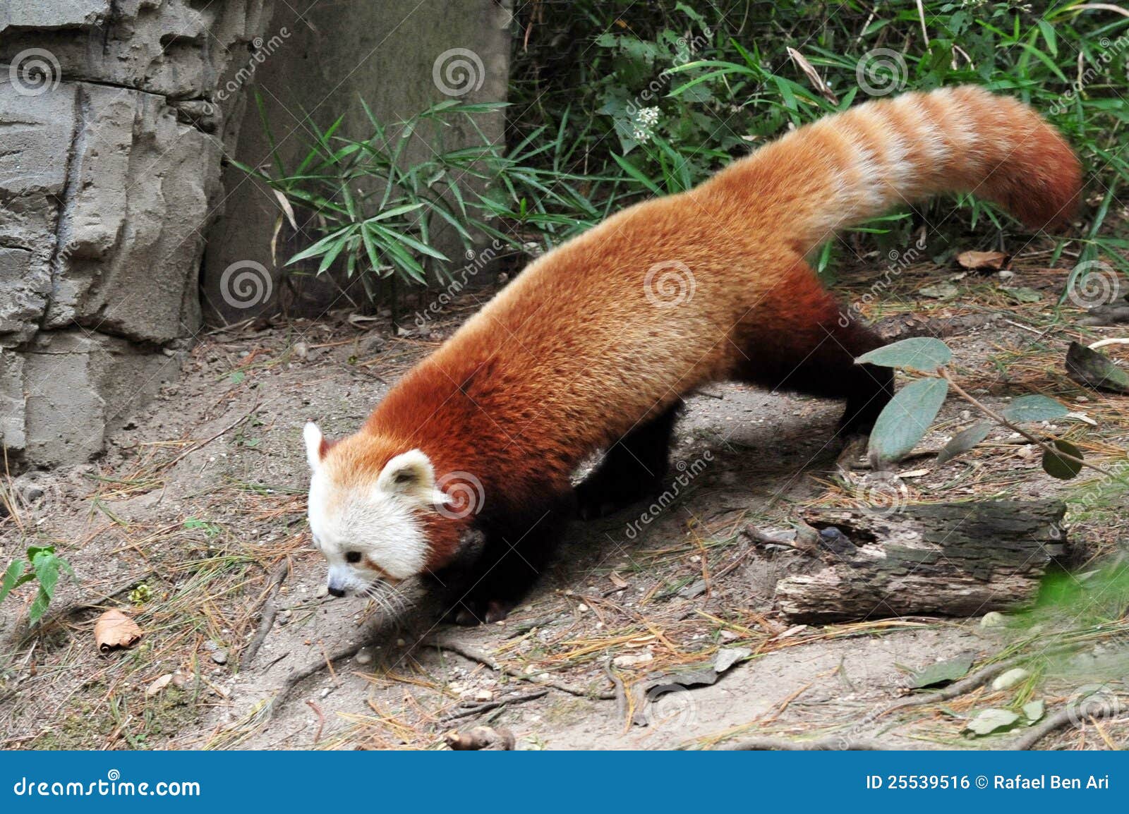 Red Panda stock photo. Image of ailurus, lesser, nature - 25539516