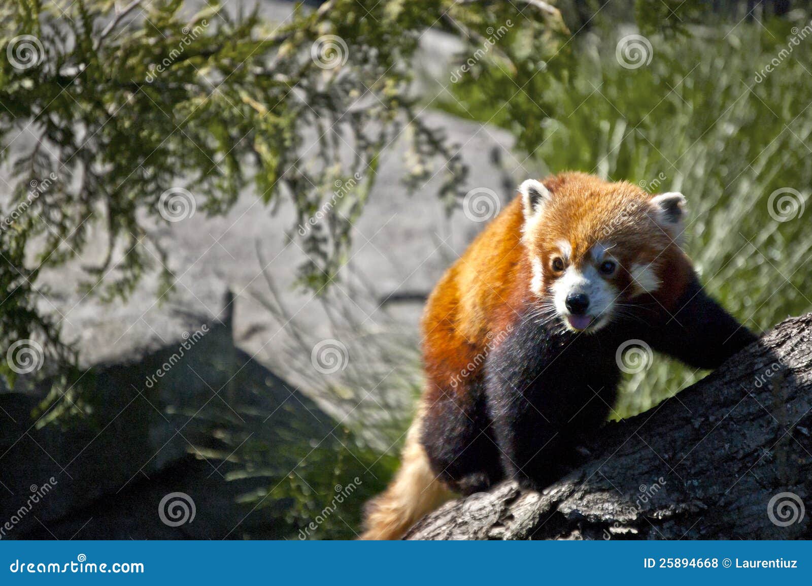 Sand Panda Stock Photography | CartoonDealer.com #43626404