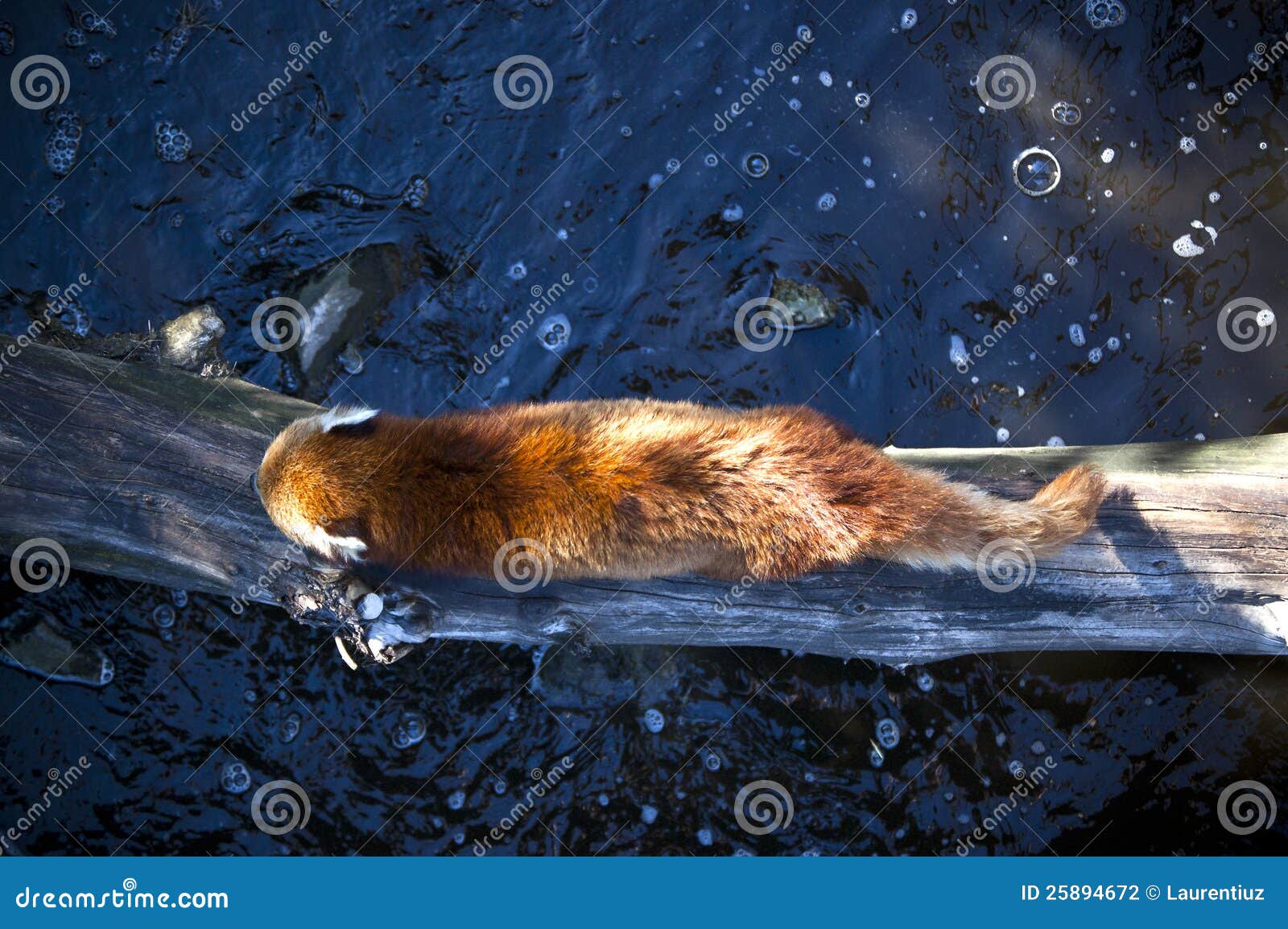 Sand Panda Stock Photography | CartoonDealer.com #43626404