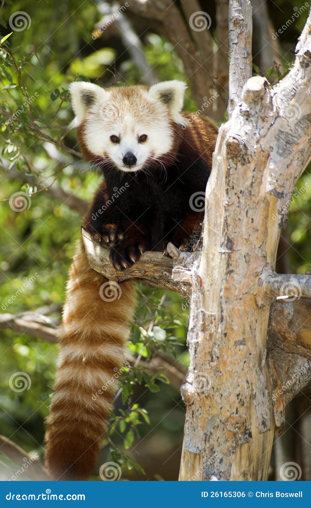 Red Panda Sitting in Tree Looking at Camera Stock Photo - Image of ...