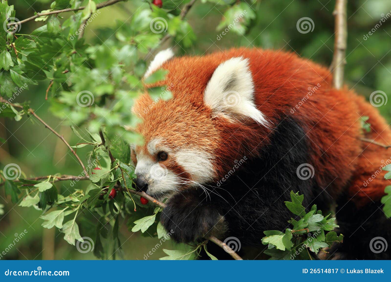 Red Pandas Eating Berries