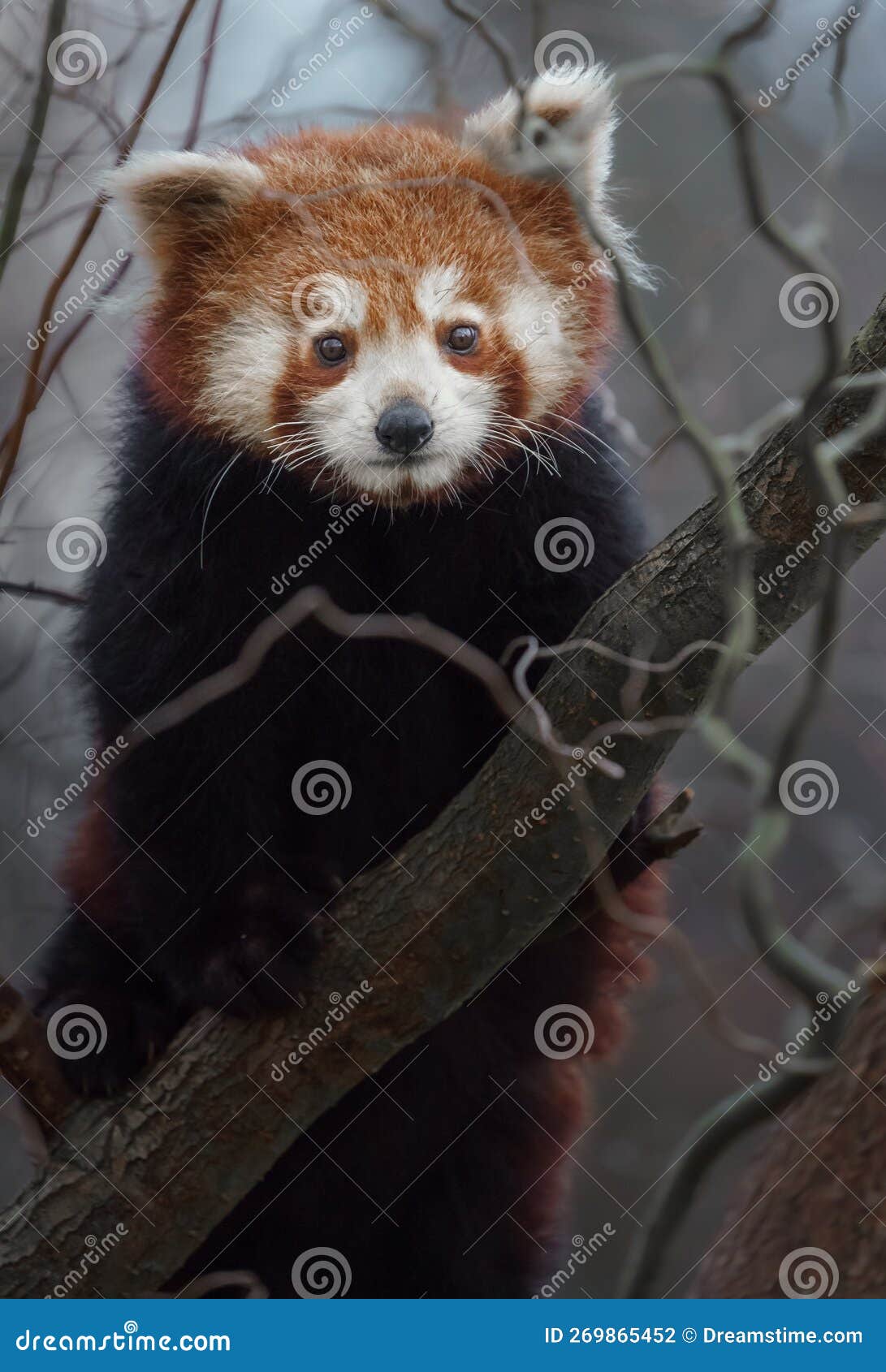Red panda stock photo. Image of himalayas, bhutan, black - 269865452