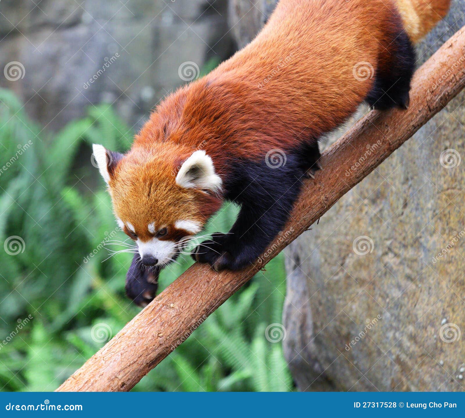 Red panda stock photo. Image of nepal, lesser, asia, mammal - 27317528
