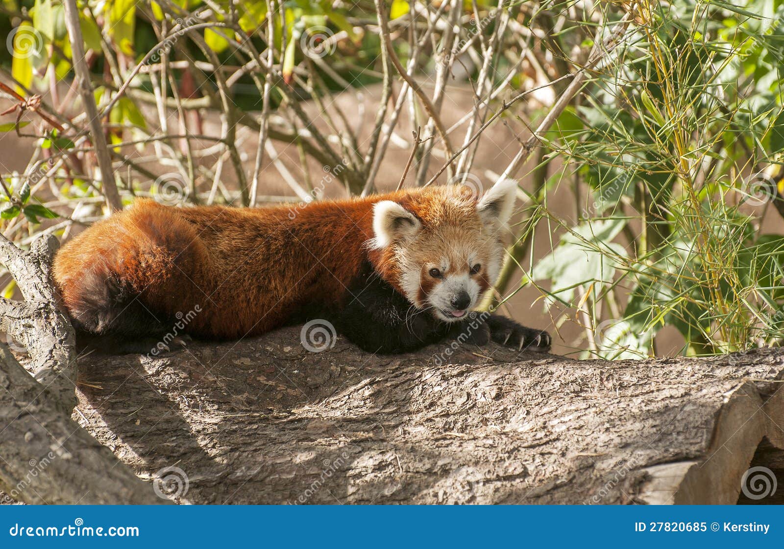 Red panda stock image. Image of muzzle, mask, relaxation - 27820685