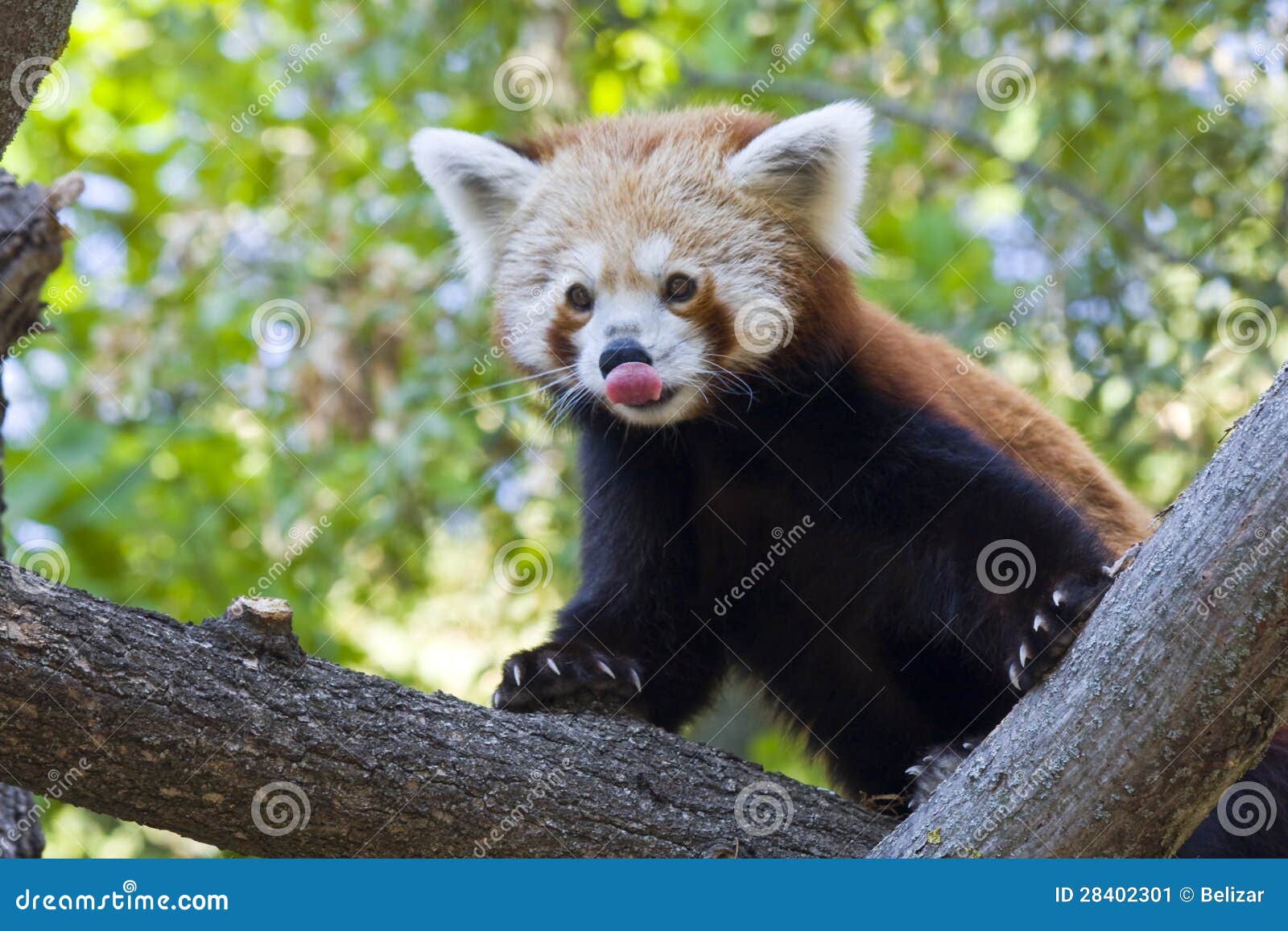 Red panda stock image. Image of snout, fauna, organism - 28402301