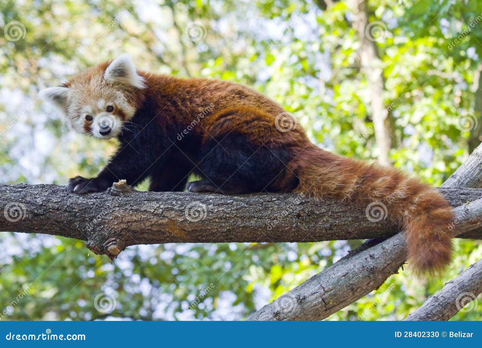 Red panda stock photo. Image of ailurus, catbear, snout - 28402330