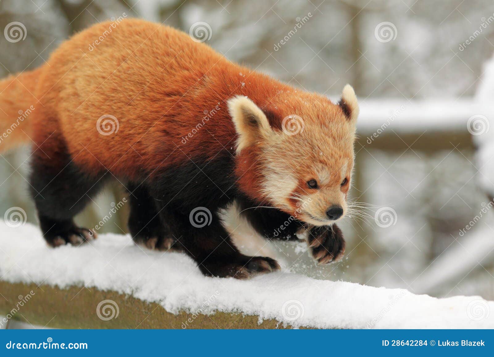 Red panda stock photo. Image of strolling, winter, snow - 28642284