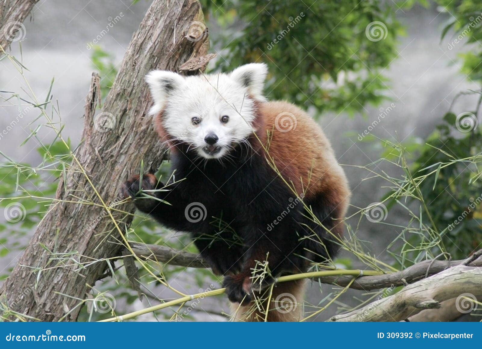 Mean Panda Stock Photos - Free & Royalty-Free Stock Photos from Dreamstime