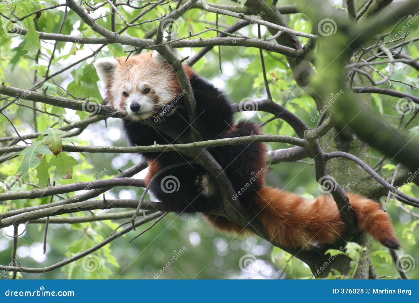 Red panda stock photo. Image of tree, branches, ailurus - 376028