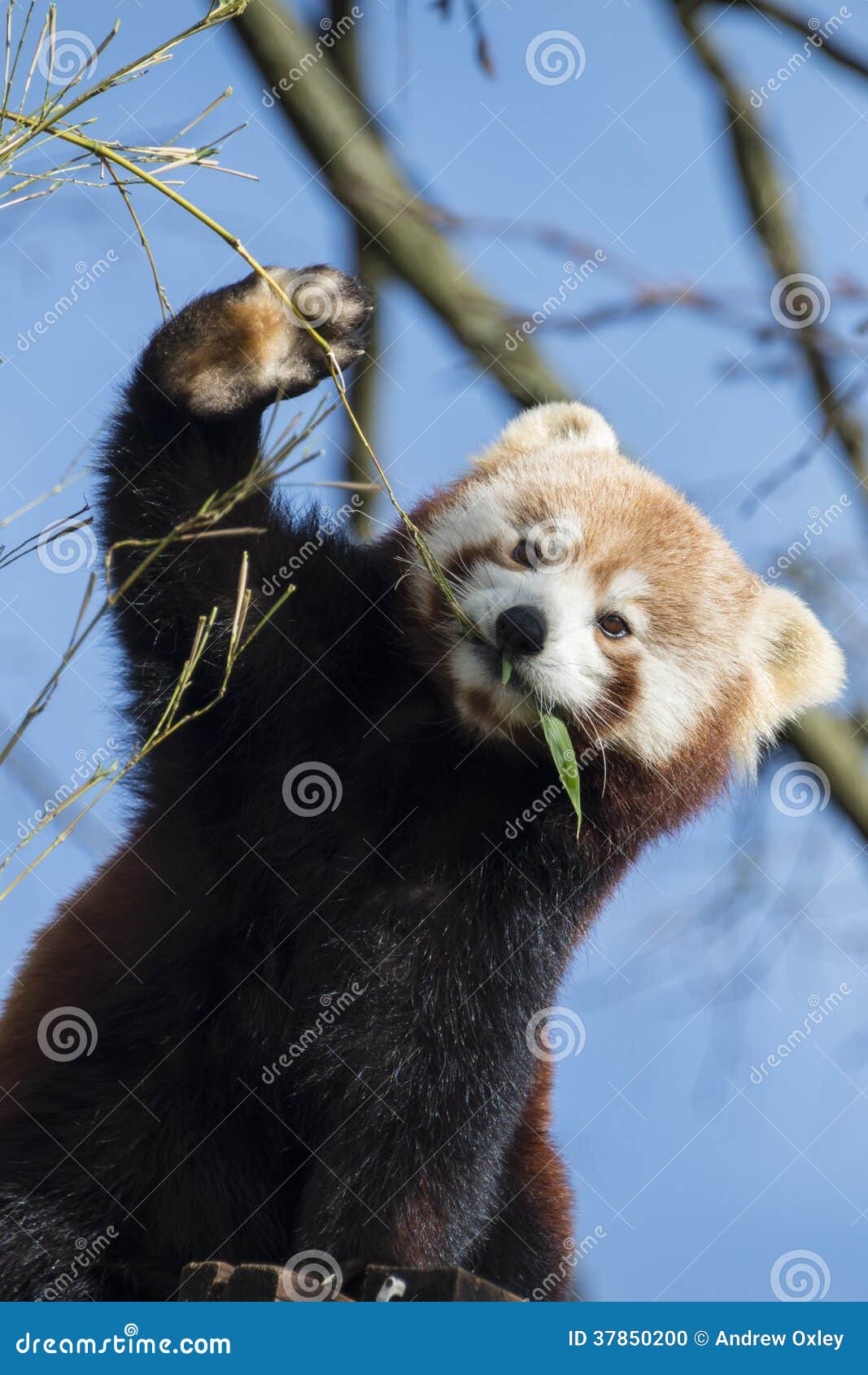 Red Panda stock photo. Image of panda, mammal, blue, portrait - 37850200