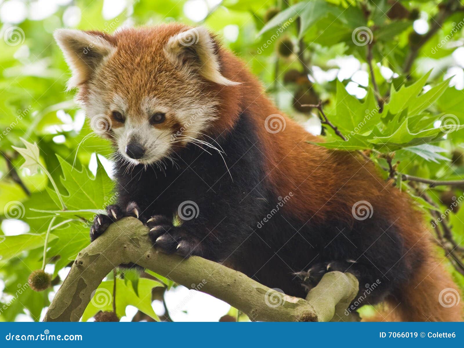 Red Panda stock image. Image of firefox, mascot, asian - 7066019