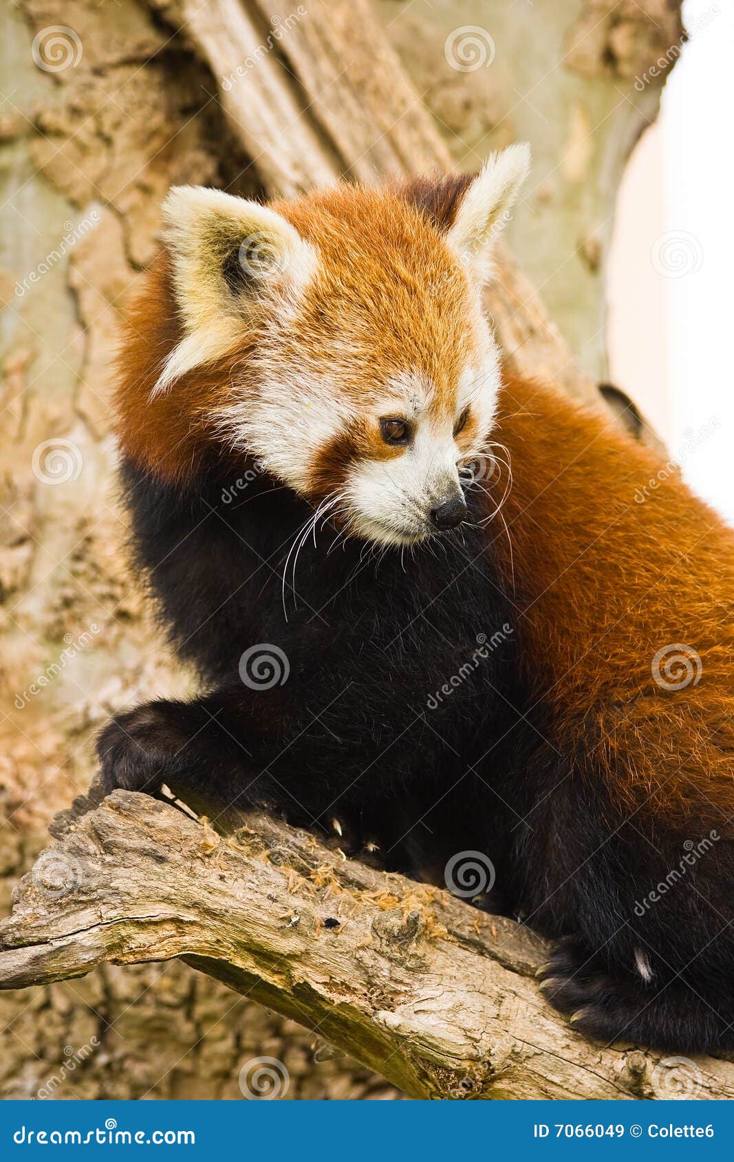 Red Panda stock image. Image of firefox, zoology, bhutan - 7066049