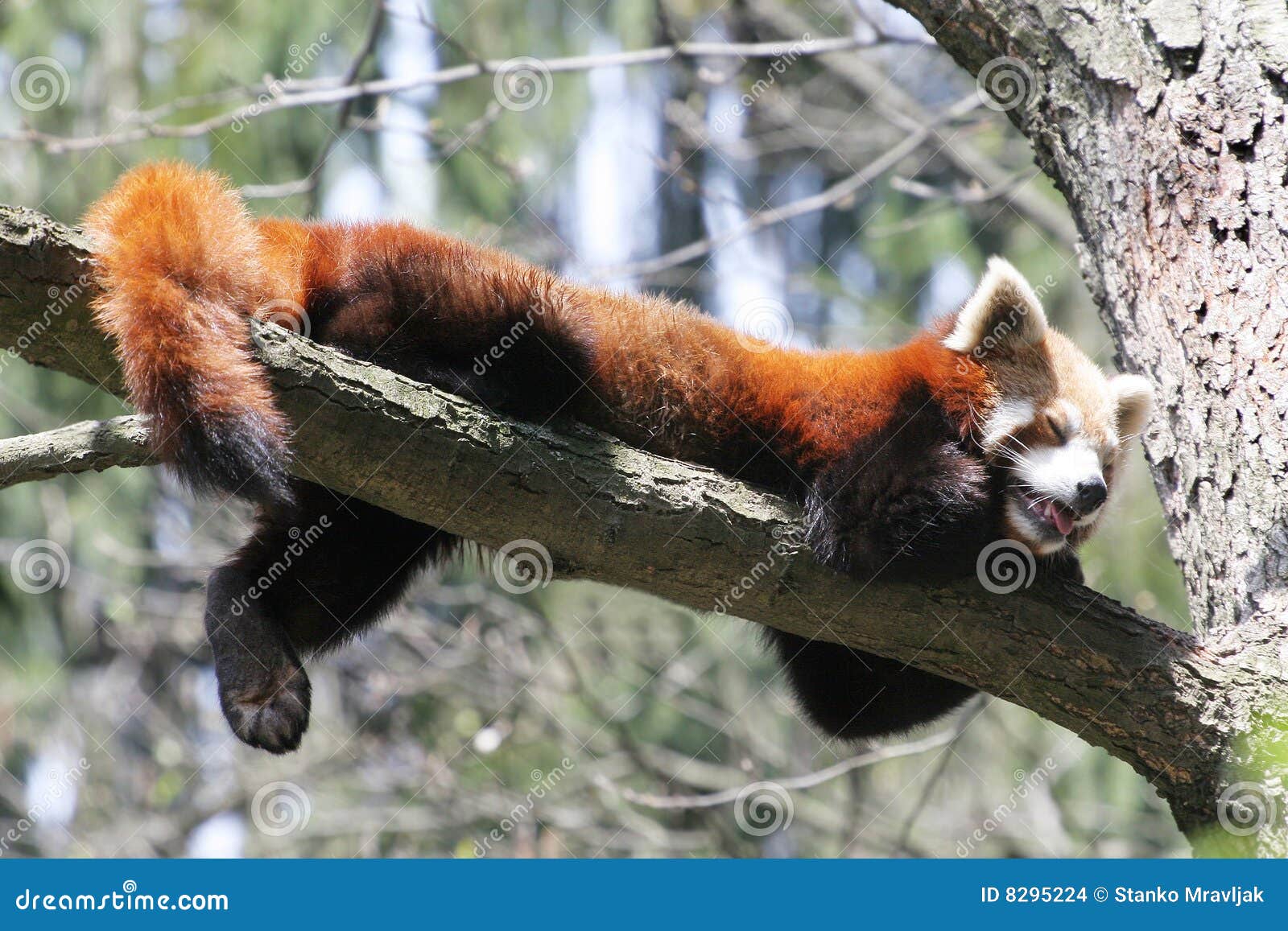 Red Panda stock photo. Image of rare, beautiful, sleepy - 8295224
