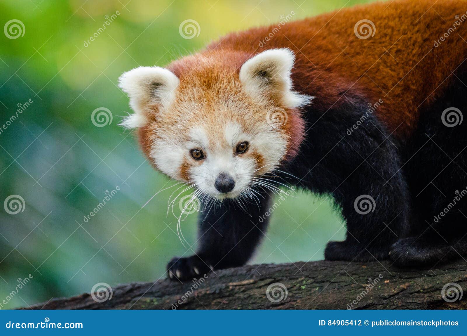 Red Panda Picture. Image: 84905412