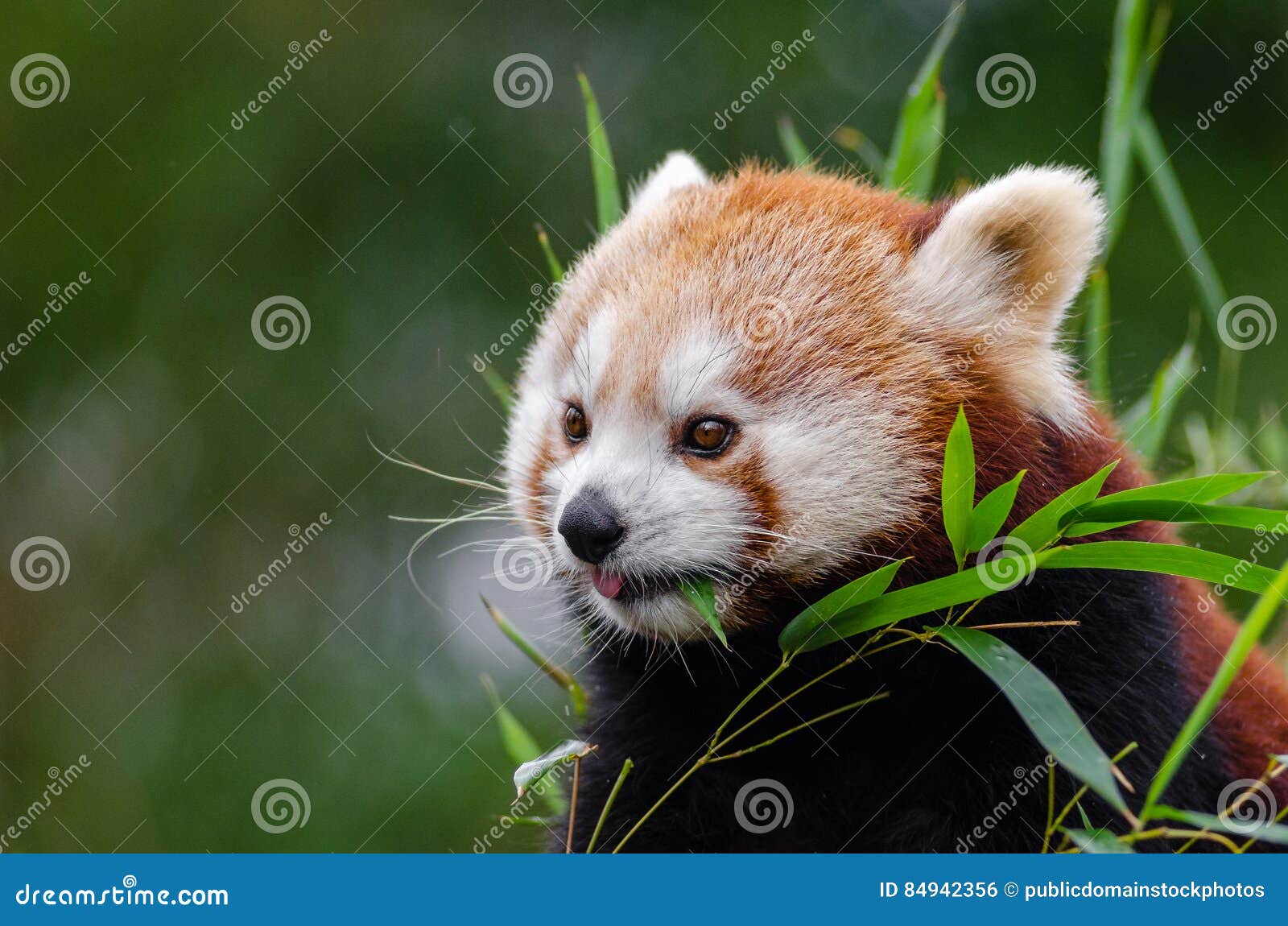 Red Panda Picture. Image: 84942356