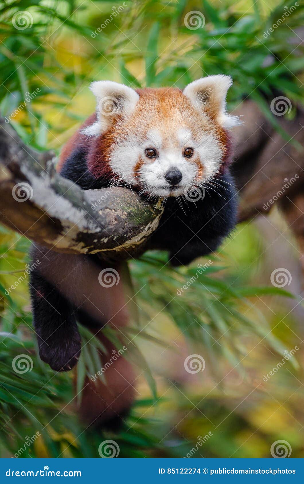 Red Panda Picture. Image: 85122274