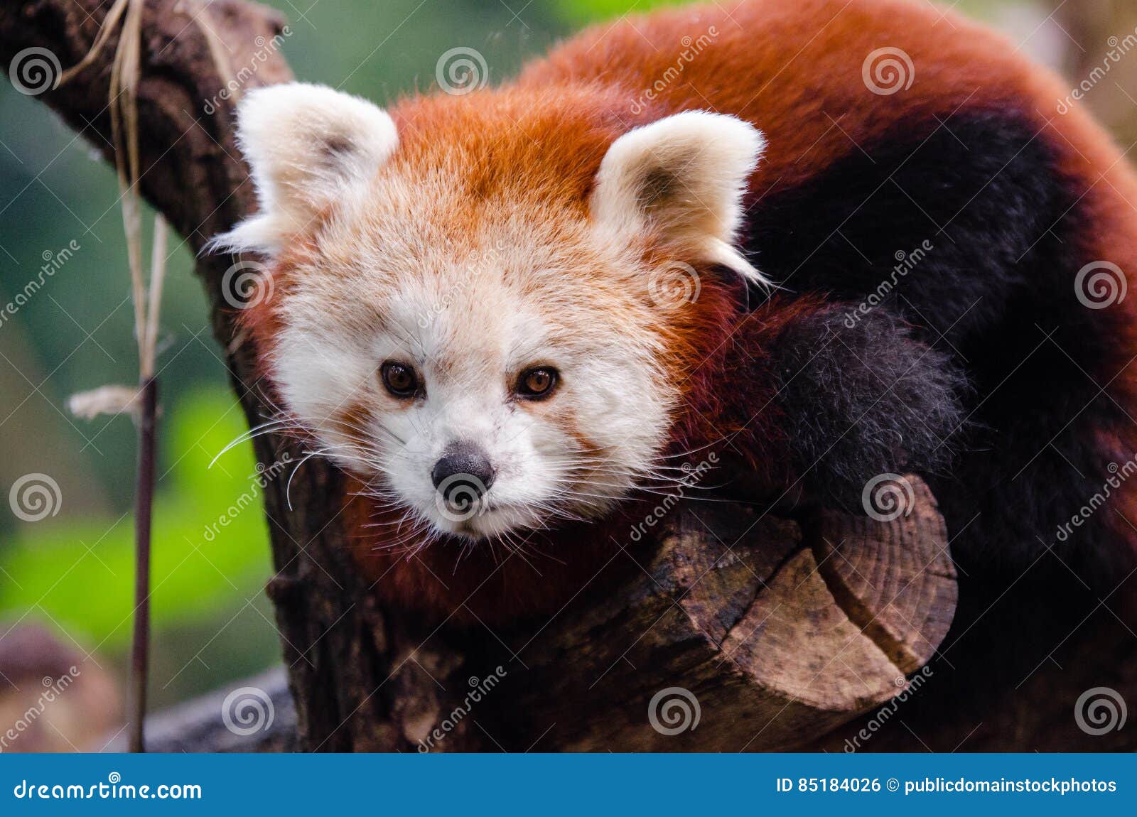 Red Panda Picture. Image: 85184026