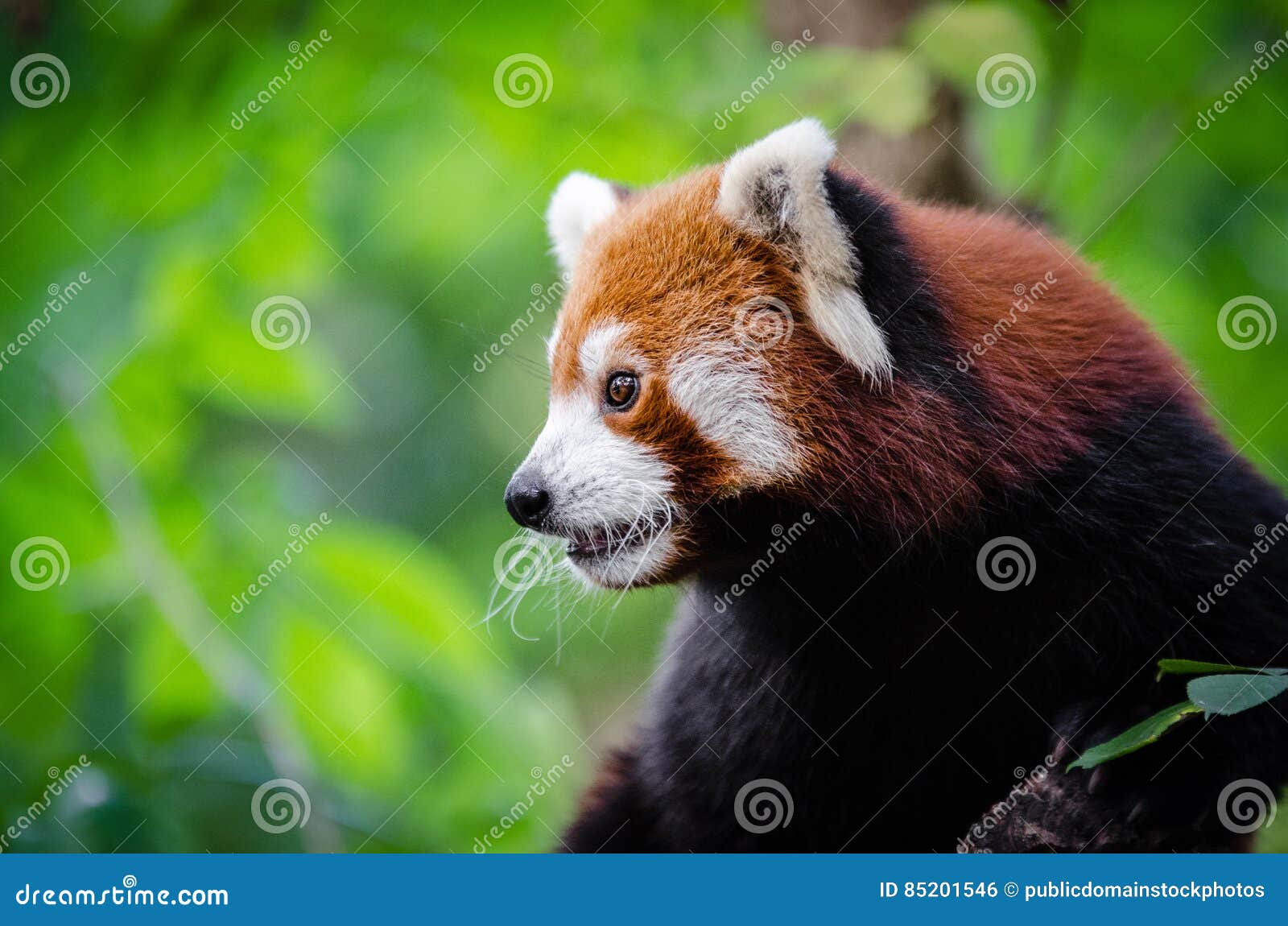 Red Panda Picture. Image: 85201546