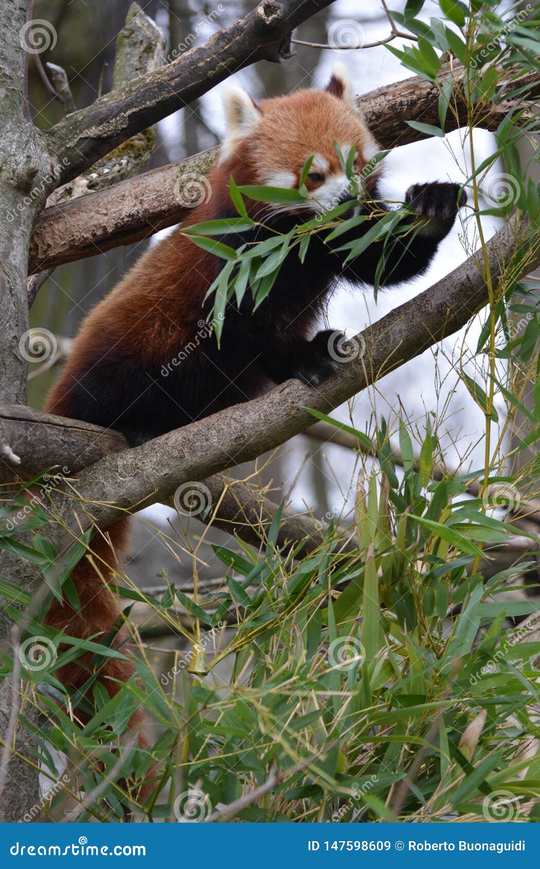 A Red Panda Eats Bamboo Leaves Stock Image - Image of tree, endangered ...