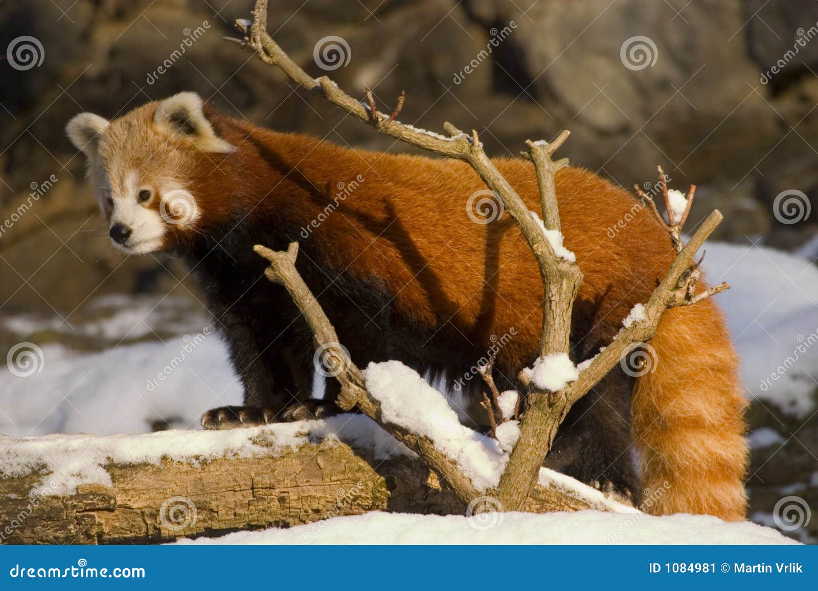 Red Panda (Ailurus Fulgens) Stock Image - Image of asian, fire: 1084981