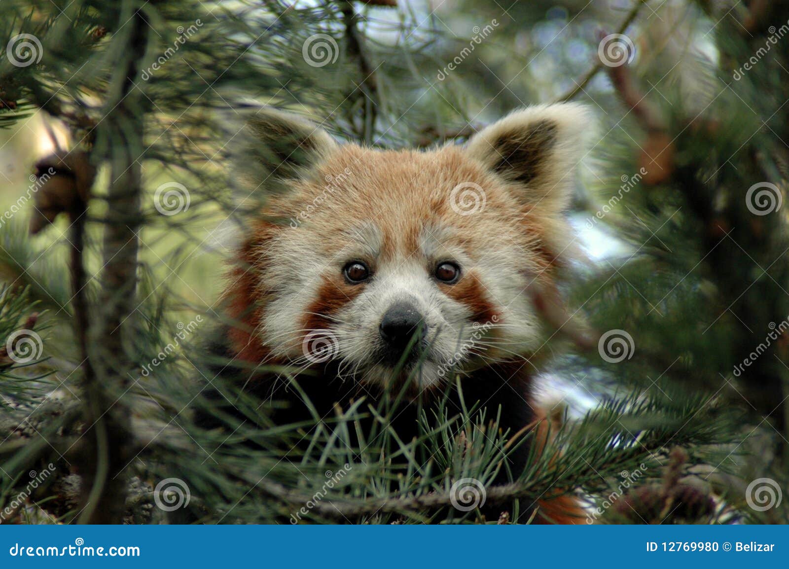 Red Panda (Ailurus Fulgens) Stock Photo - Image of denmark, lesser ...