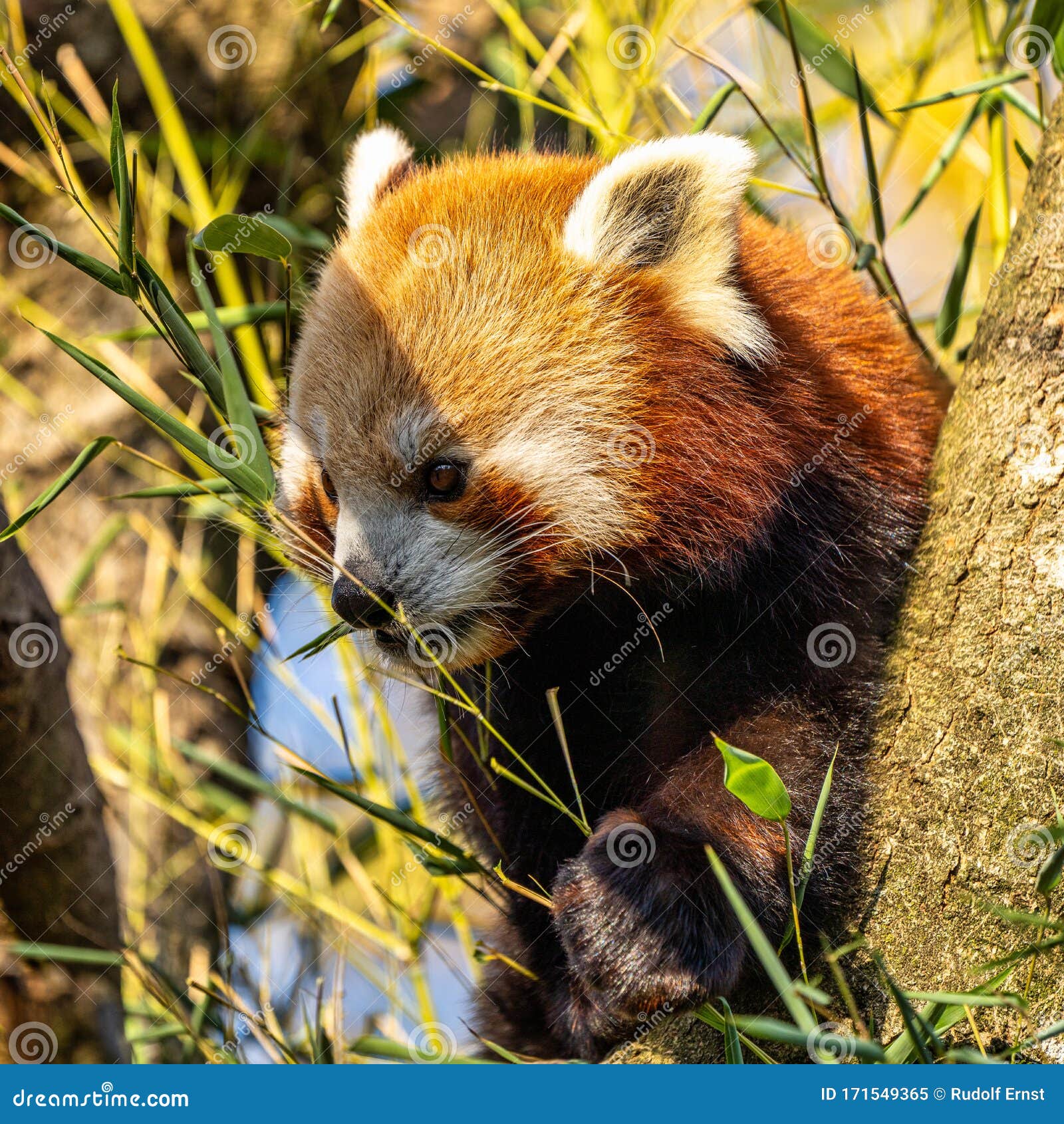 The Red Panda, Ailurus Fulgens, Also Called the Lesser Panda. Stock ...