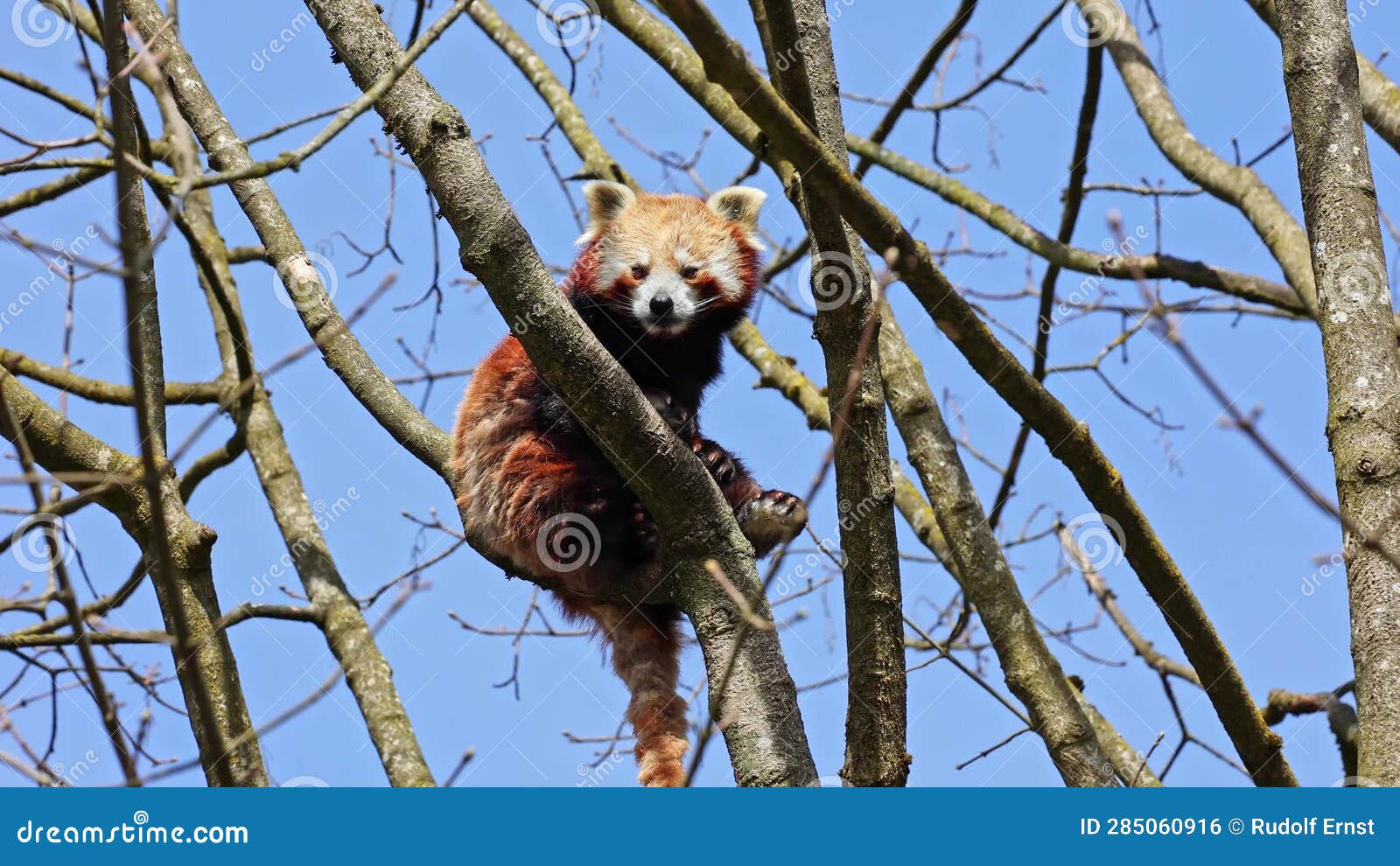 The Red Panda, Ailurus Fulgens, Also Called the Lesser Panda and the ...
