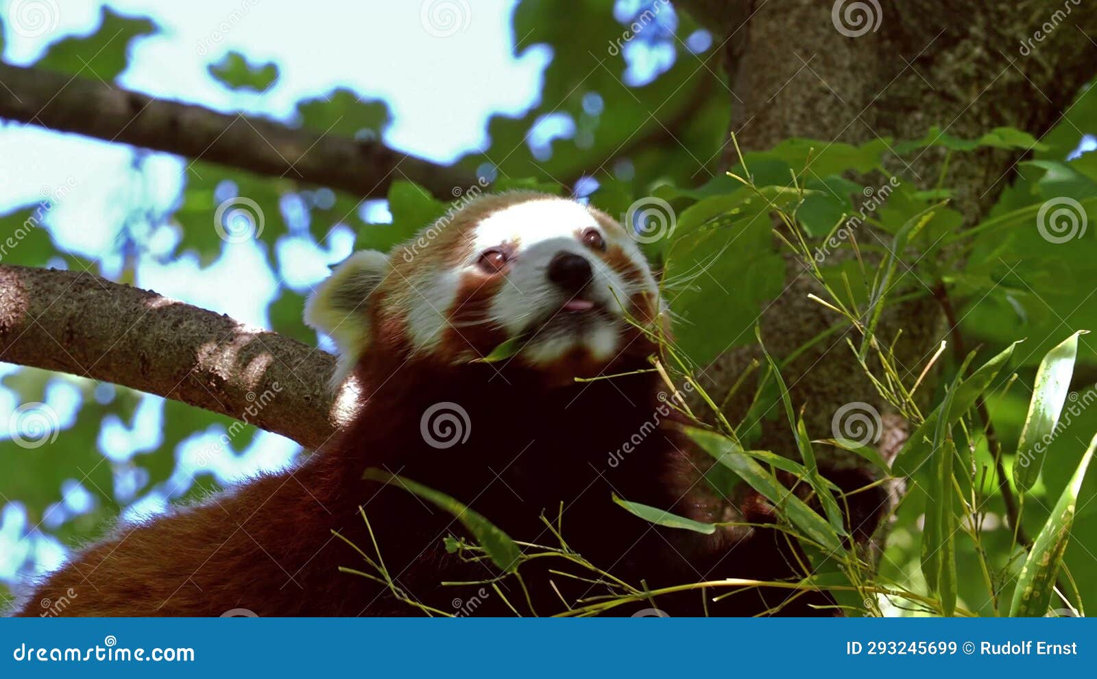 The Red Panda, Ailurus Fulgens, Also Called the Lesser Panda and the ...