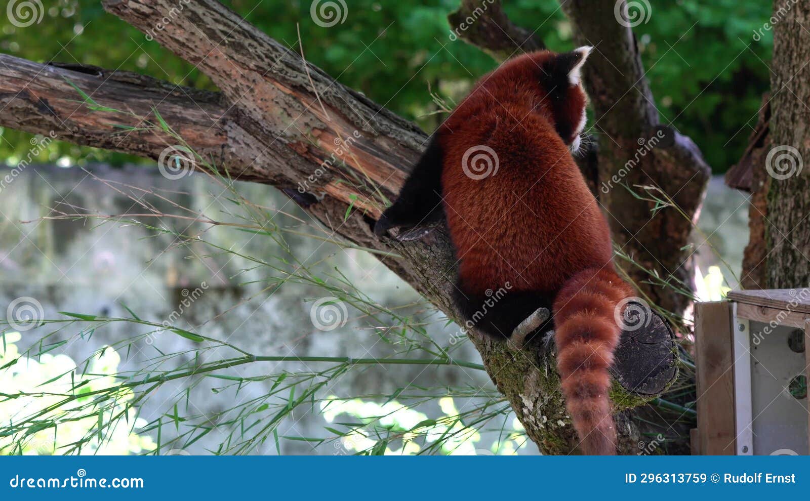 The Red Panda, Ailurus Fulgens, Also Called the Lesser Panda and the ...