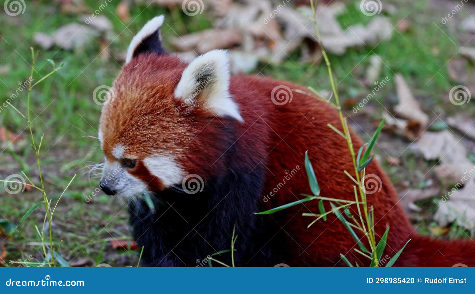 The Red Panda, Ailurus Fulgens, Also Called the Lesser Panda and the ...