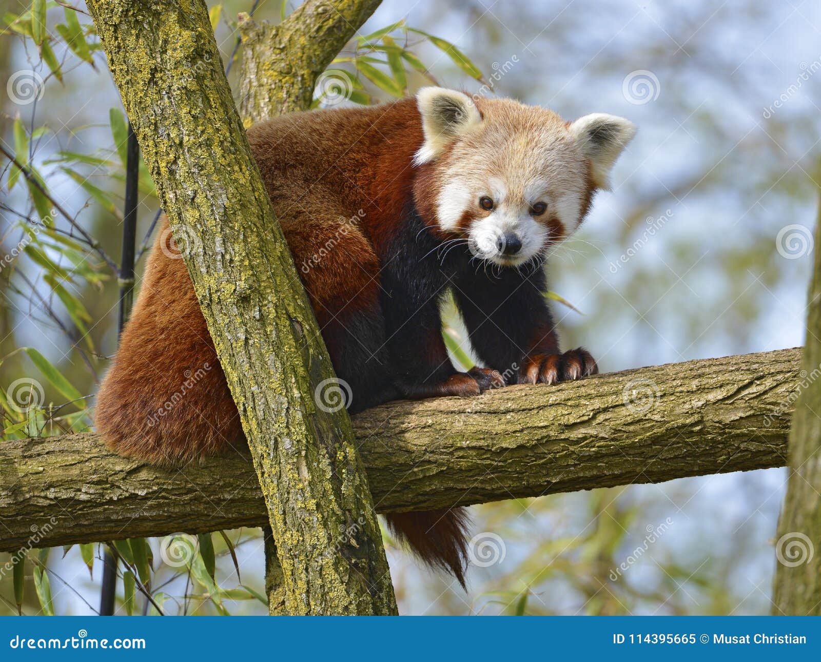 Red panda on branch stock image. Image of rare, tree - 114395665