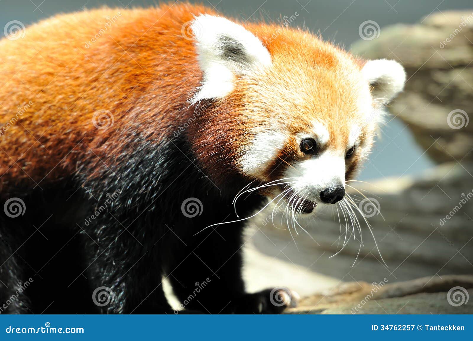 Red Panda (Ailurus Fulgens) Stock Image - Image of green, ailurus: 34762257