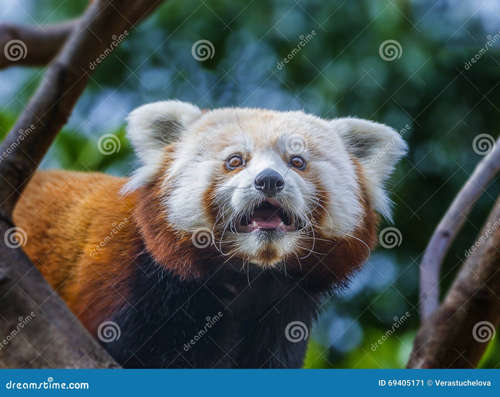 Red Panda - Ailurus Fulgens Stock Image - Image of resting, animal ...