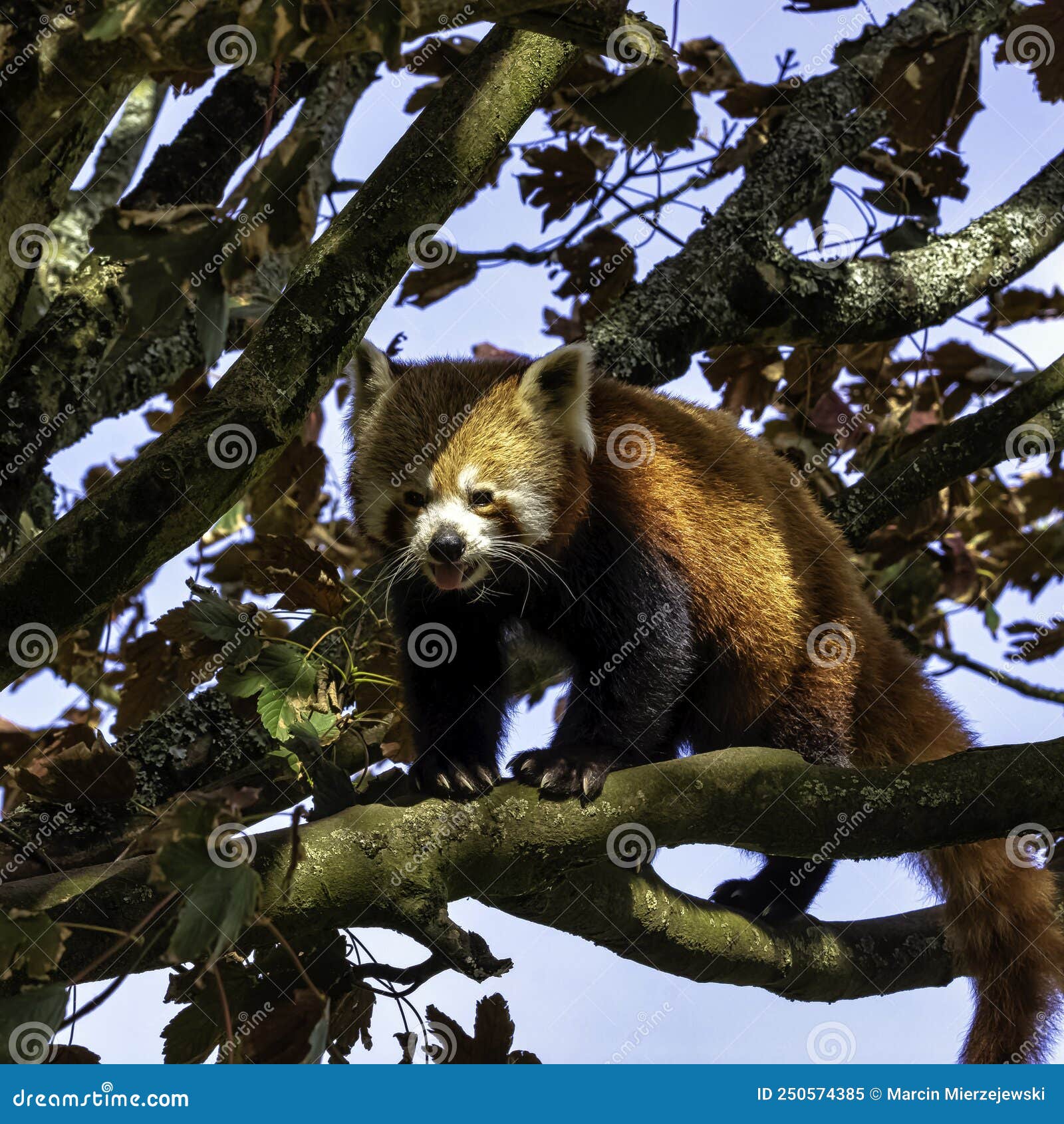 Red Panda Known As Lesser Panda, the Red Bear-cat, or Cat-bear Stock ...
