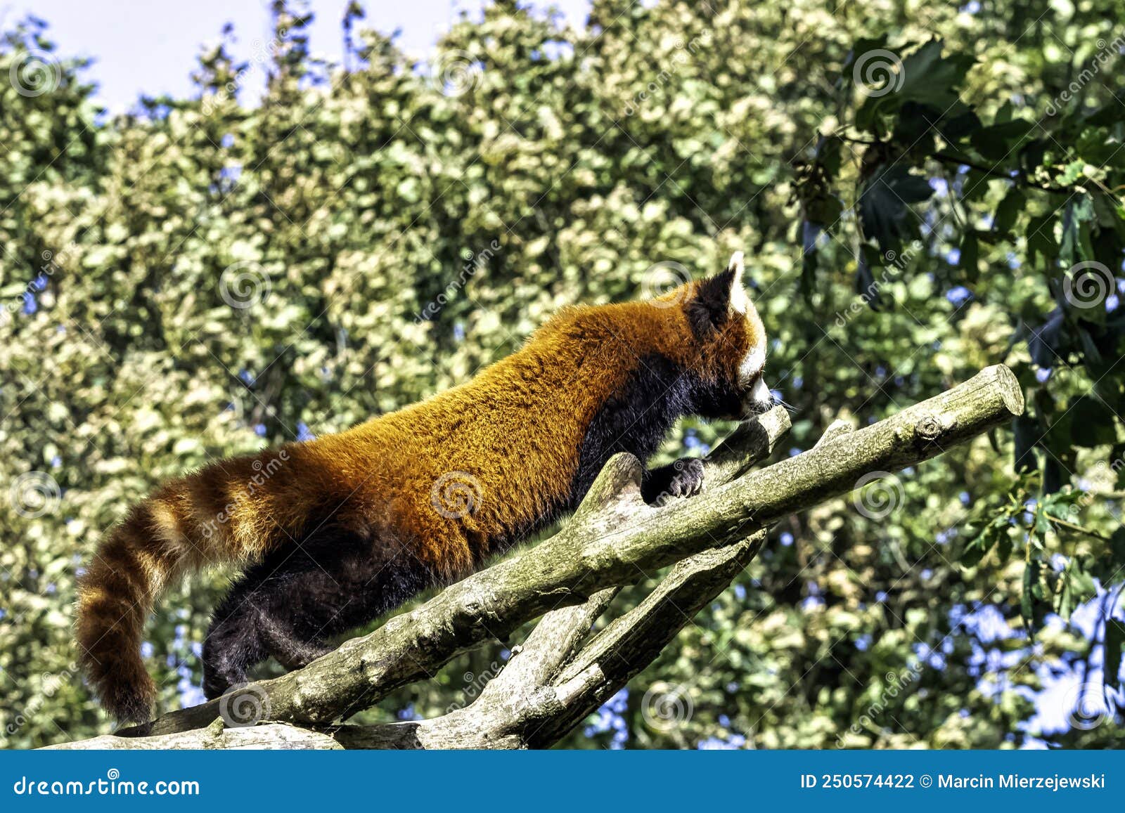 Red Panda Known As Lesser Panda, the Red Bear-cat, or Cat-bear Stock ...