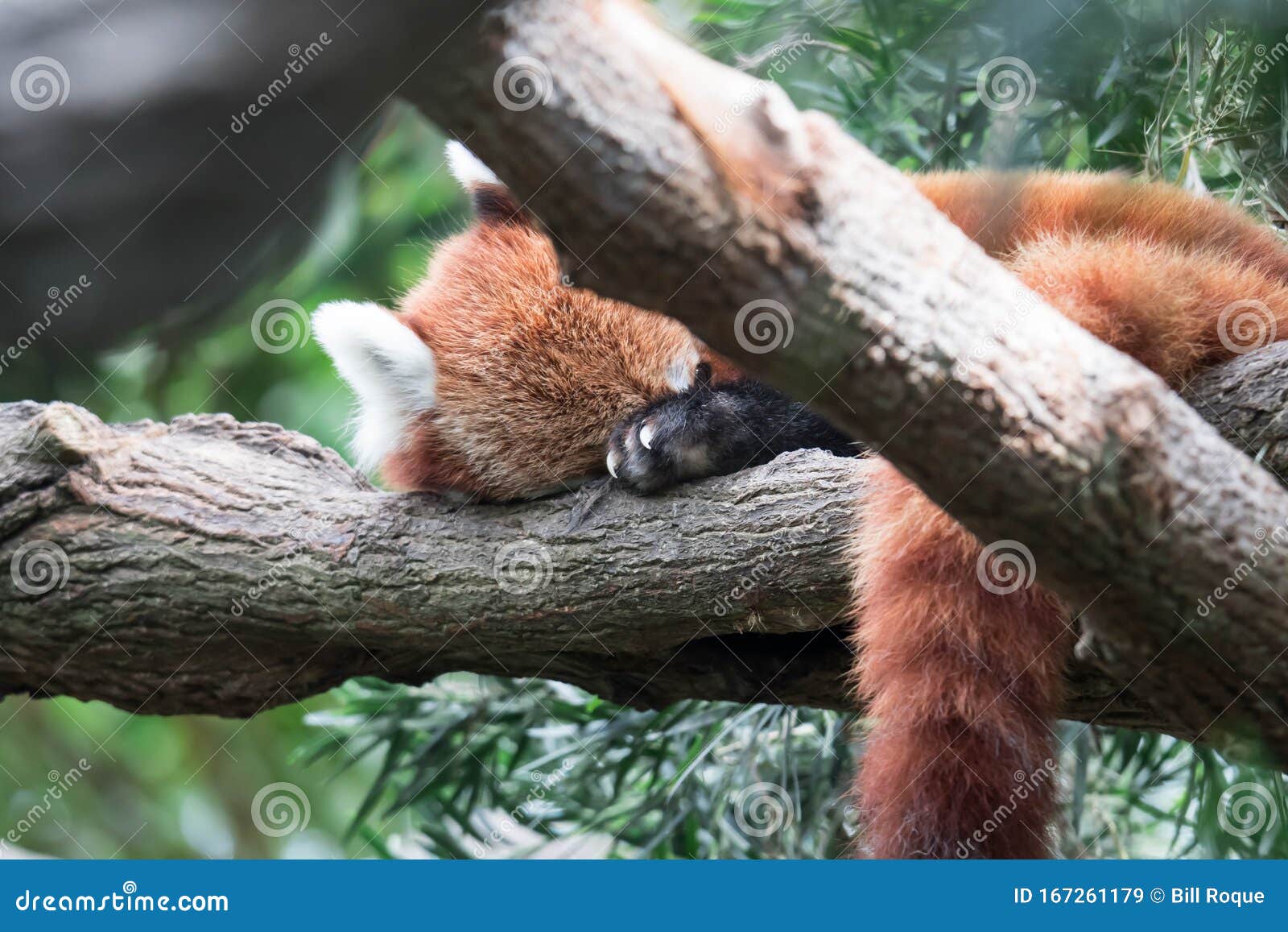 Red Panda Ailurus Fulgens. Lazy Red Panda Bear in Tree Stock Image ...
