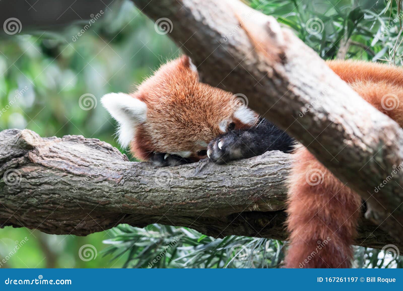 Red Panda Ailurus Fulgens. Lazy Red Panda Bear in Tree Stock Image ...