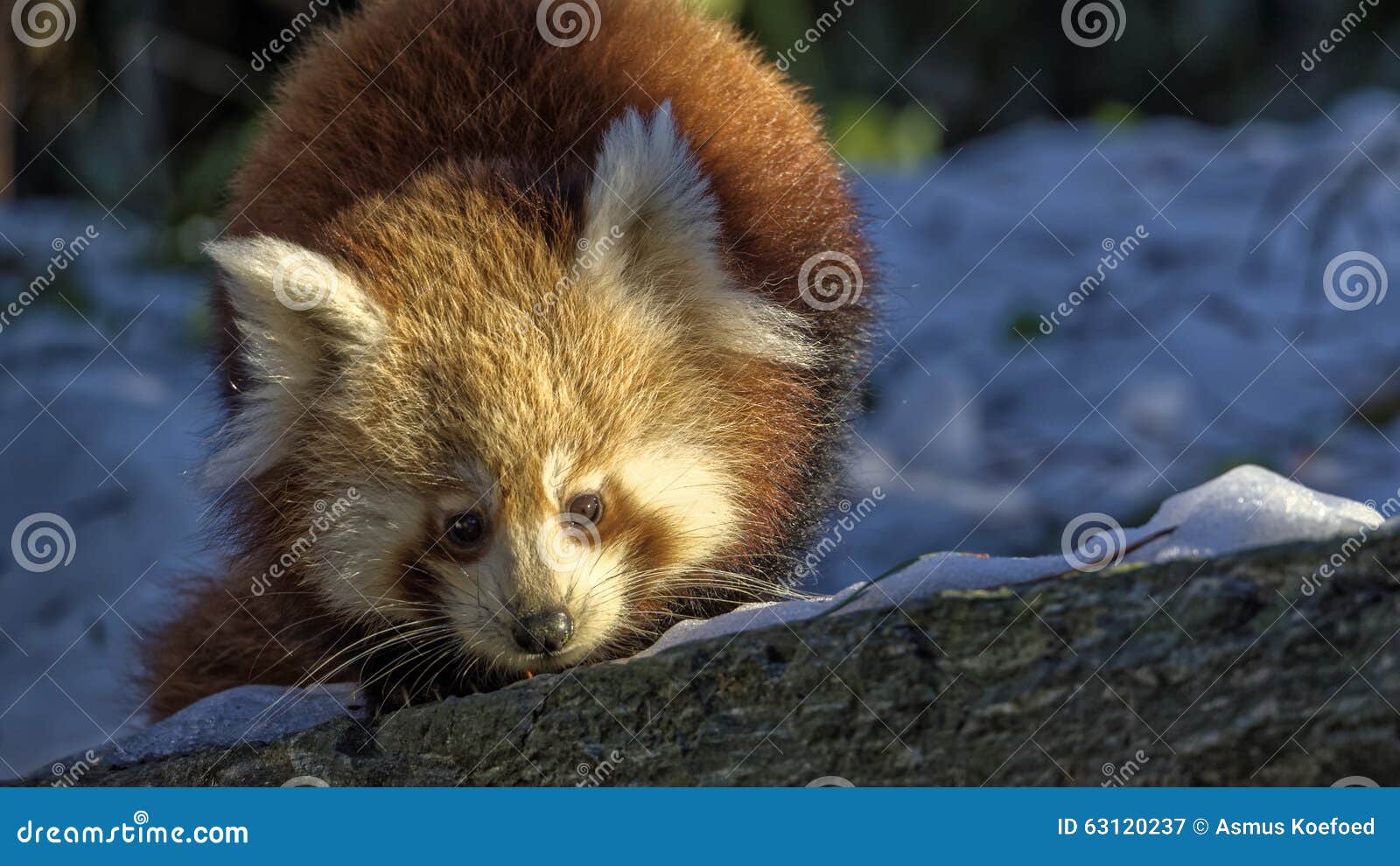 Red Panda (Ailurus Fulgens) Stock Image - Image of panda, face: 63120237