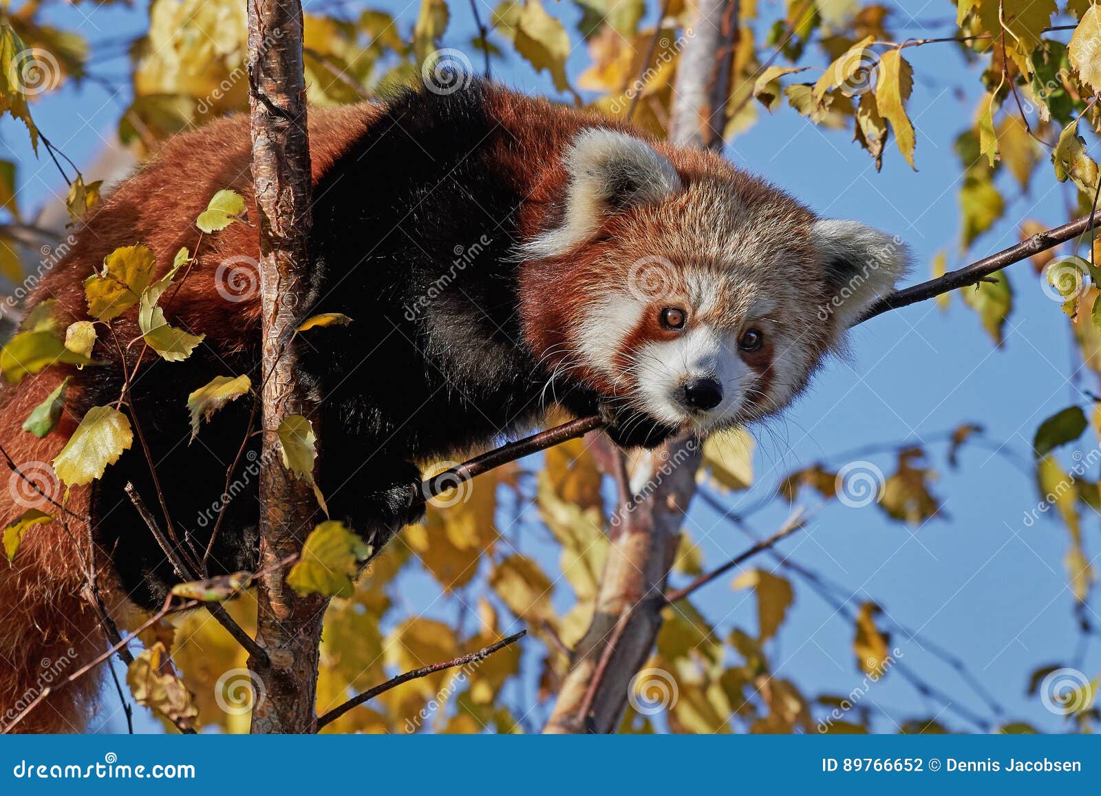Red panda Ailurus fulgens stock photo. Image of habitat - 89766652