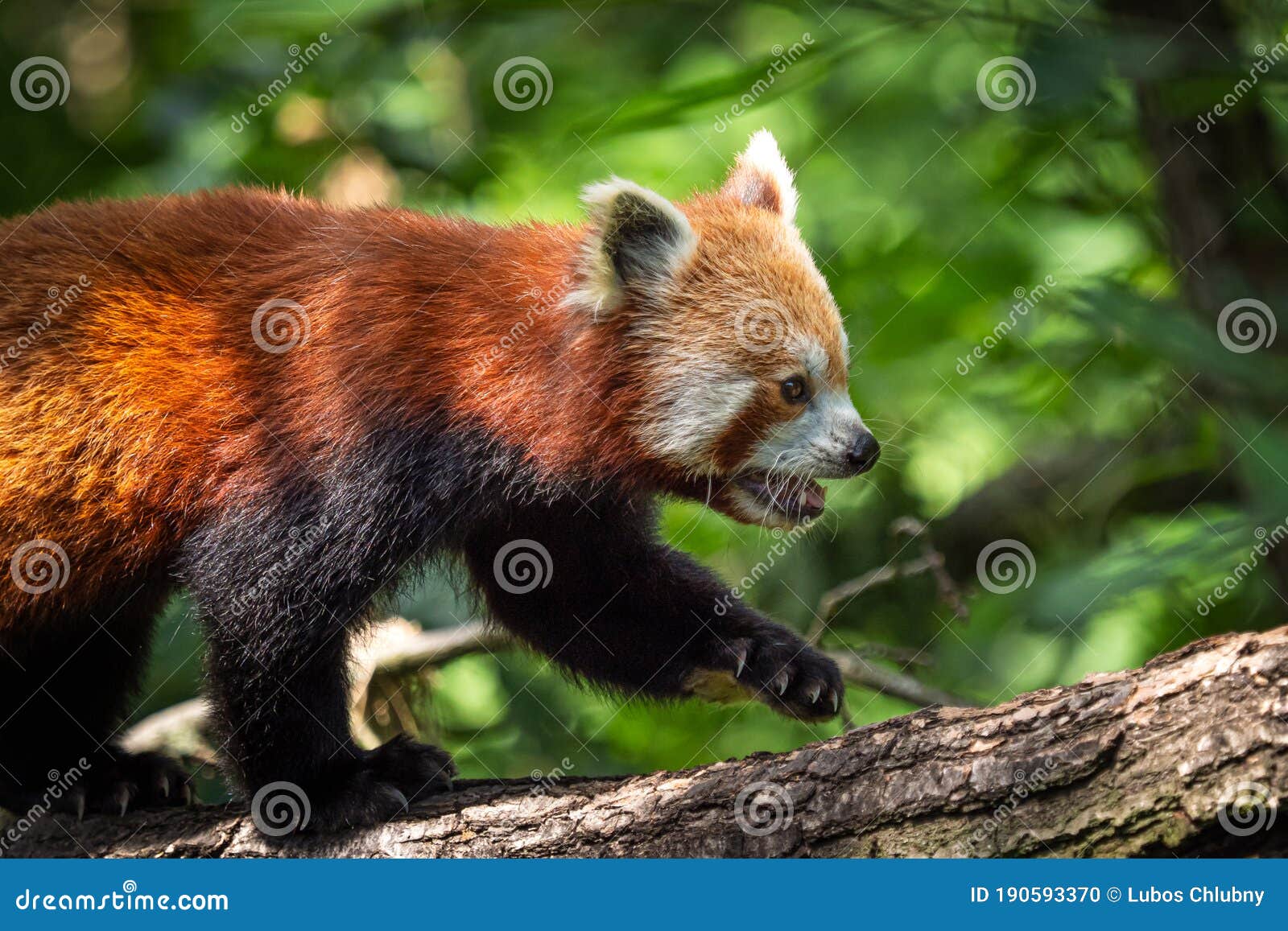 Red Panda Ailurus Fulgens on the Tree. Cute Panda Bear in Forest ...