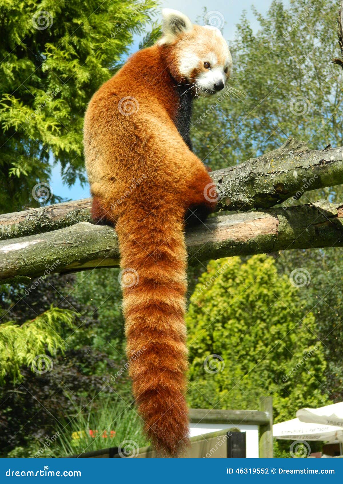 Red panda stock photo. Image of bear, animal, panda, exotic - 46319552