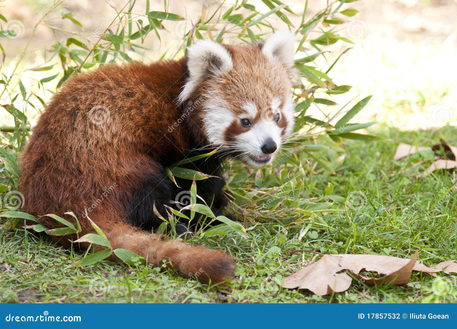 Red Panda in autumn stock photo. Image of bamboo, wildlife - 17857532