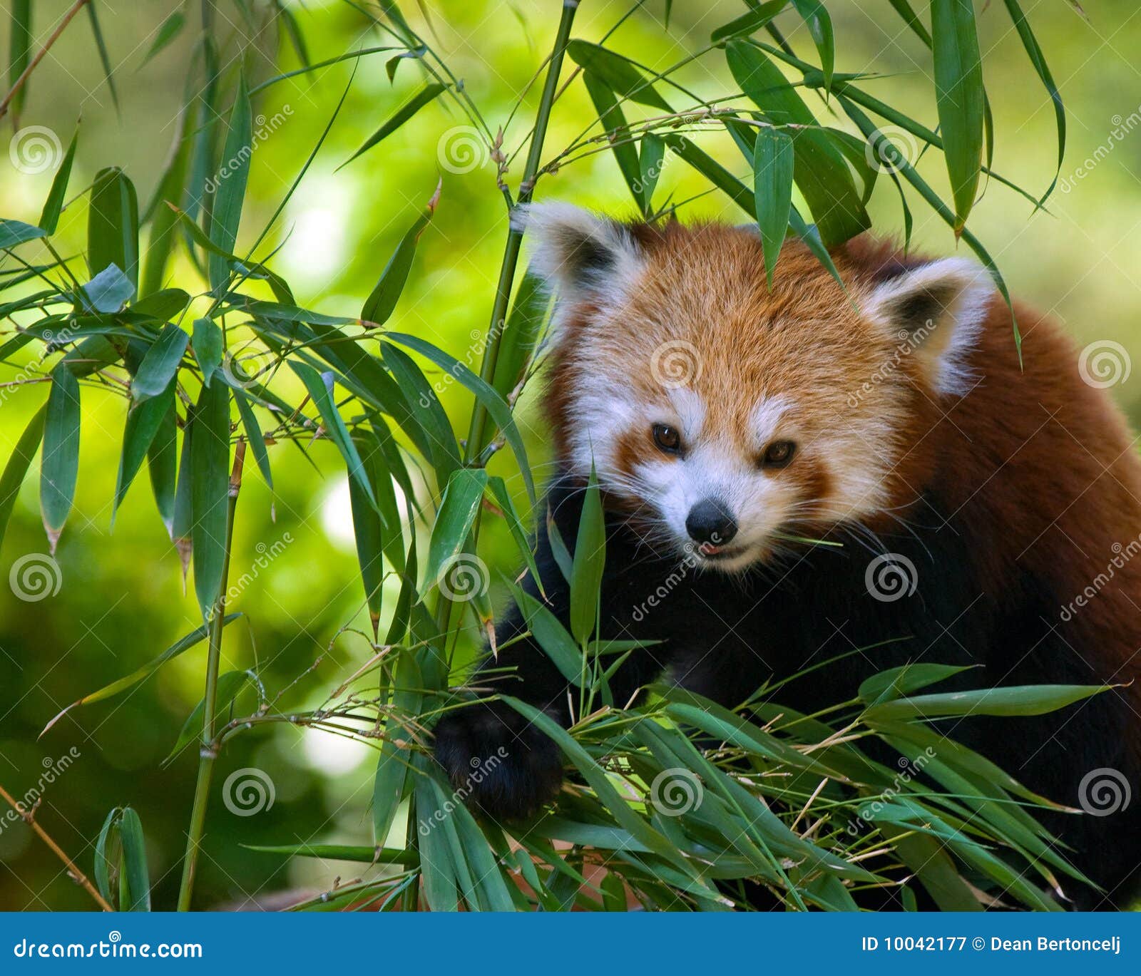Red Panda Bamboo