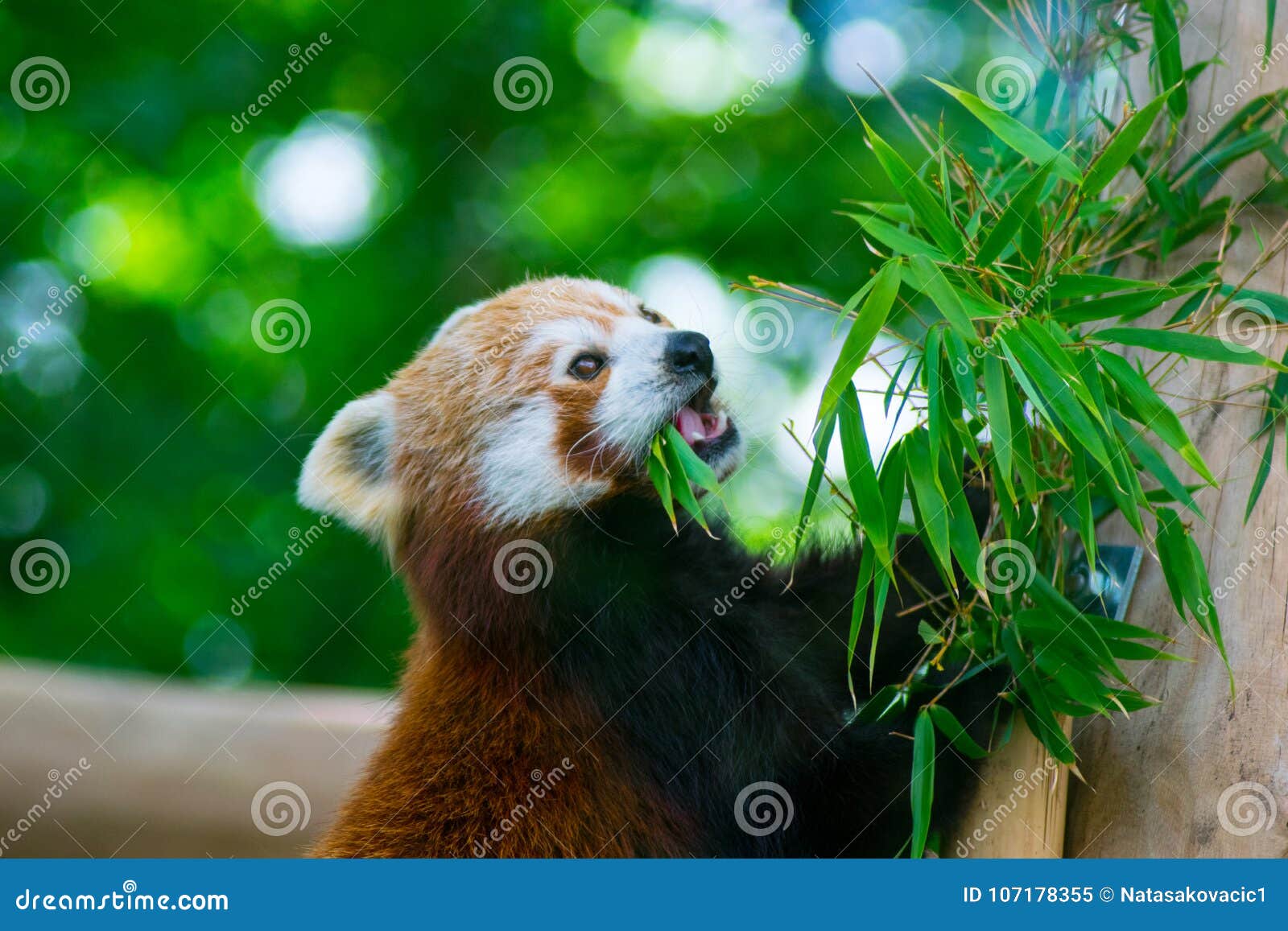 Red Panda on the Bamboo Tree Eating Bamboo Leaves Stock Image - Image ...